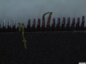 Dye and Pry | EAG Laboratories