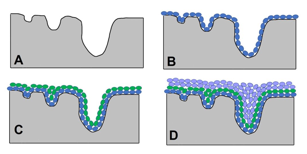 Surface Area and Pore Size Distribution via Gas Sorption Analysis