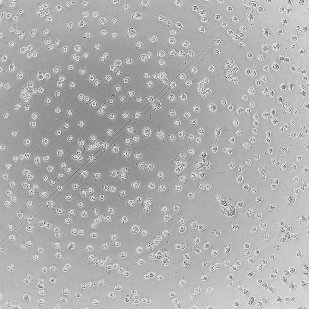 Principles and Strengths of In Vitro Testing - EAG Laboratories