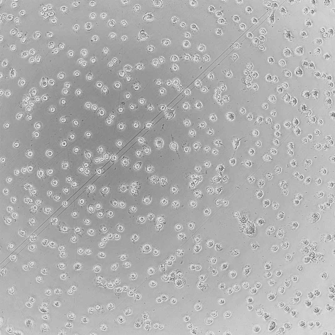 Principles and Strengths of In Vitro Testing - EAG Laboratories